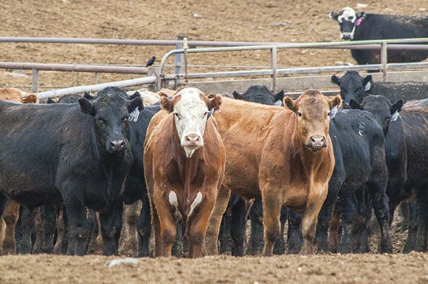Interstitial – the lesser-known pneumonia cousin - Progressive Cattle ...