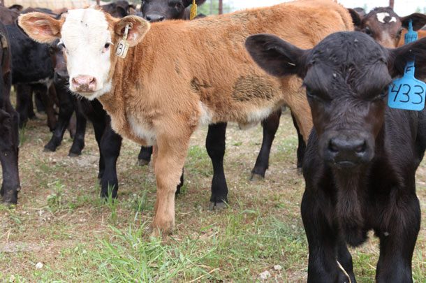 Basic health practices for all stages of calving season - Progressive ...