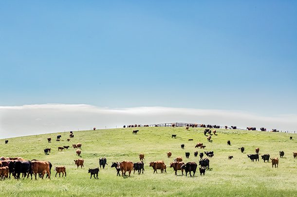 Beware of ‘chasing green’ - Progressive Cattle | Ag Proud