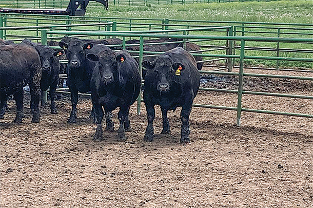 New research probes into feedlot cattle heart failure | Ag Proud
