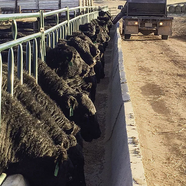 Growth vs. quality, the debate over implants - Progressive Cattle | Ag ...