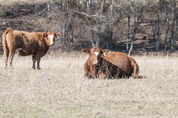 Have you tried the Sandhills Calving System? - Progressive Cattle | Ag ...