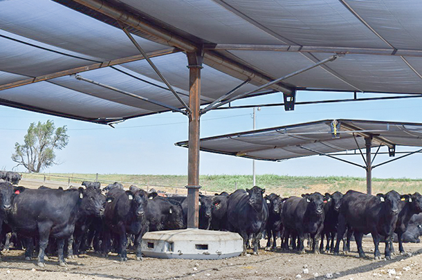 What’s shade got to do with it? | Ag Proud