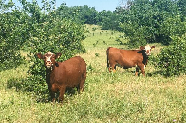 Managing for animal performance in a grass-finished program ...