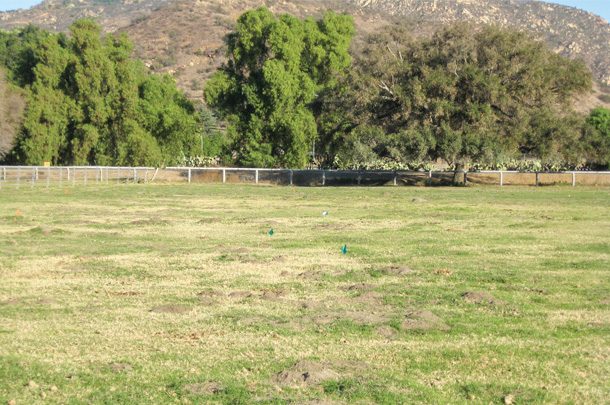 Gopher damages to pasture and hay lands - Progressive Cattle | Ag Proud
