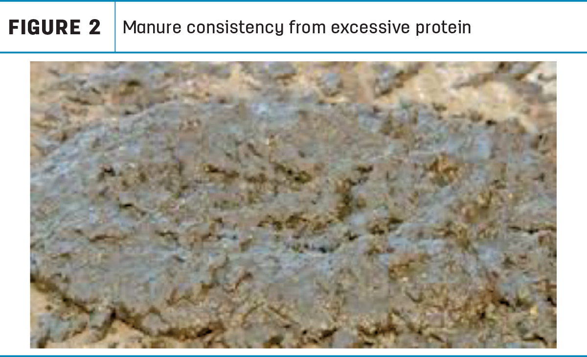 Implications of overfeeding nutrients | Ag Proud