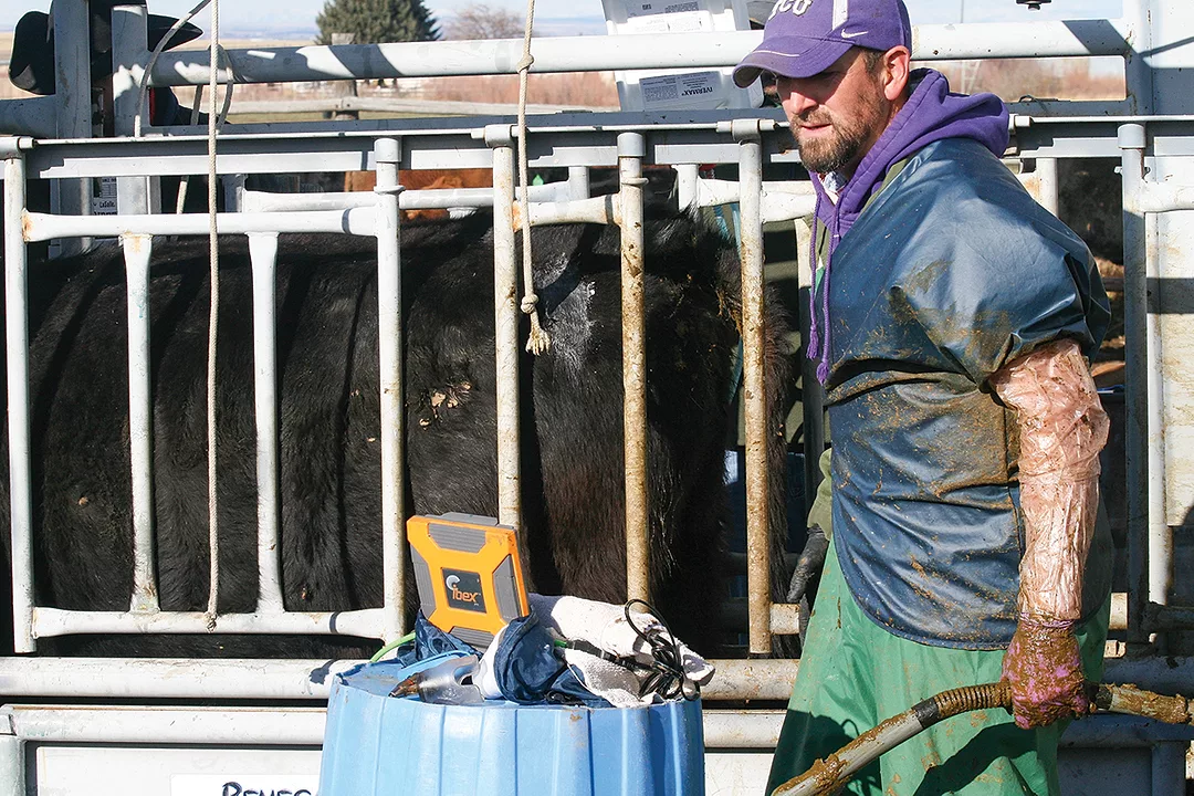 Using pregnancy testing for drought management | Ag Proud