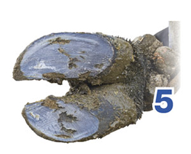 How to trim: maintenance of a rear hoof - | Ag Proud