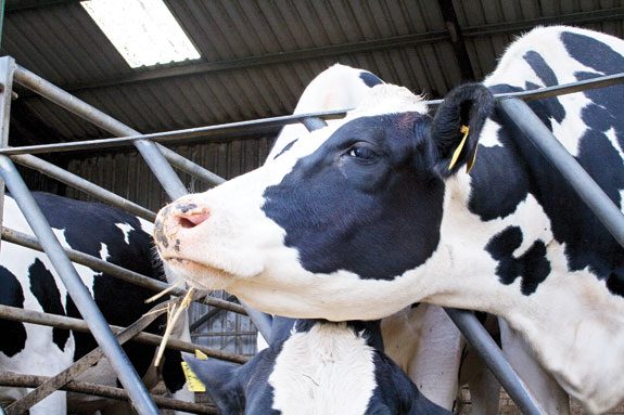 Are your cows ketotic? - | Ag Proud