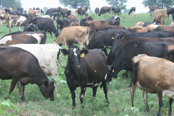 Missouri Dairy Grazing Conference features information from experts ...