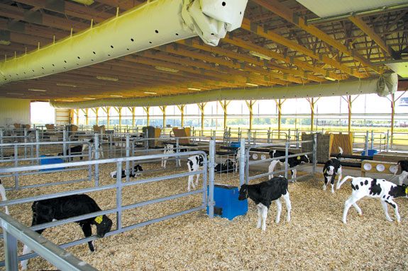 Raising healthy calves - | Ag Proud