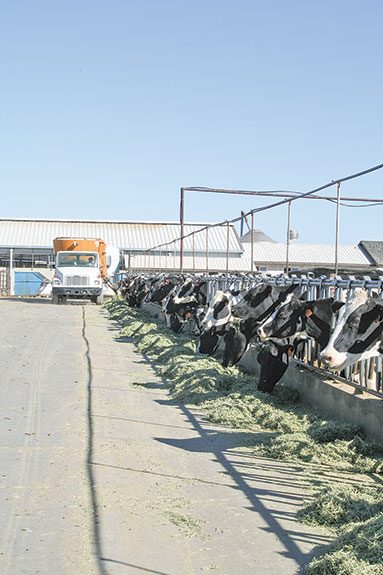 Enhanced forage digestibility: Enzymes in feeding programs - | Ag Proud