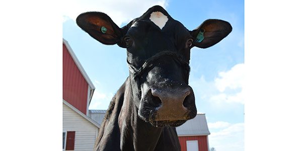 Real-life dairy cow to join Animart communications team - | Ag Proud
