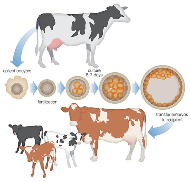 Utilize embryo transfer for higher conception rates during heat stress ...
