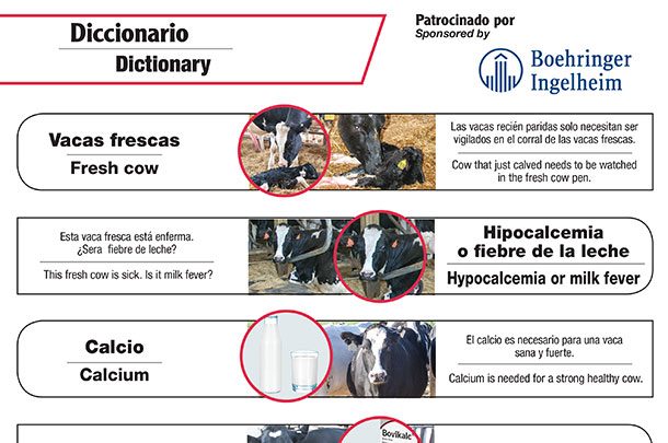 Dictionary: Fresh cow - Diccionario: Vacas frescas - | Ag Proud