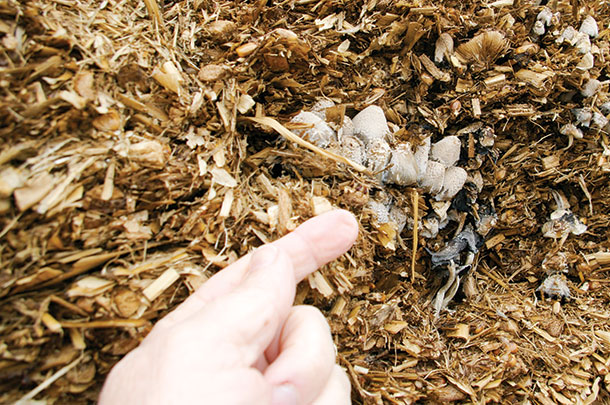 Silage quality and aerobic stability - Progressive Dairy | Ag Proud