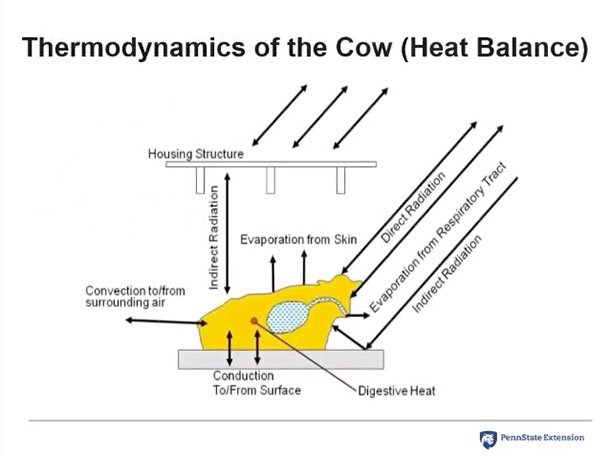 3 ways to beat the summer heat stress battle - Progressive Dairy | Ag Proud