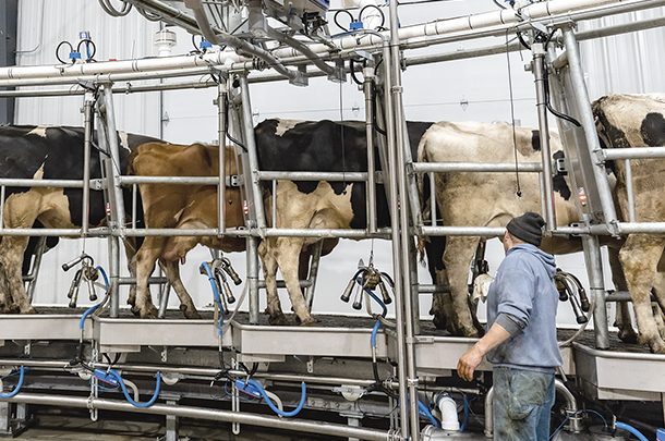 Small dairies can ease labor needs with rotary parlors - Progressive ...