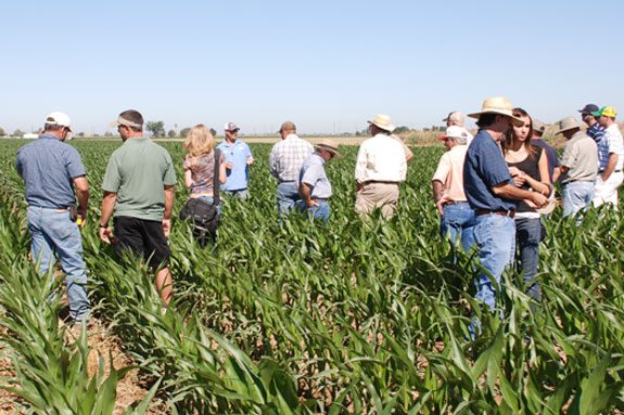 Conservation tillage silage corn production expanding in California’s ...