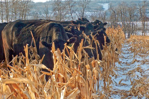 Exploring alternative winter grazing forages - | Ag Proud
