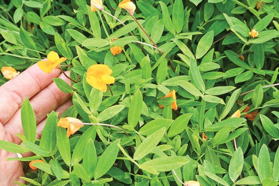 Perennial peanut ‘Queen of the South’ - | Ag Proud