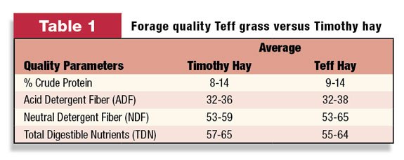 Teff grass – Quality forage, fast - | Ag Proud