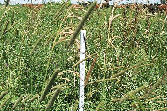 A closer look at high-density, short-duration grazing - | Ag Proud