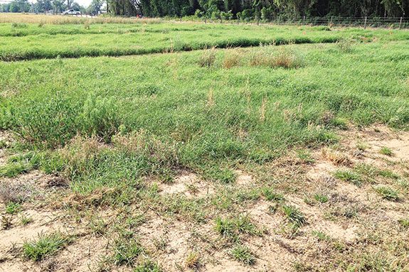 When the storm hits: Pasture recovery from tough weather - | Ag Proud