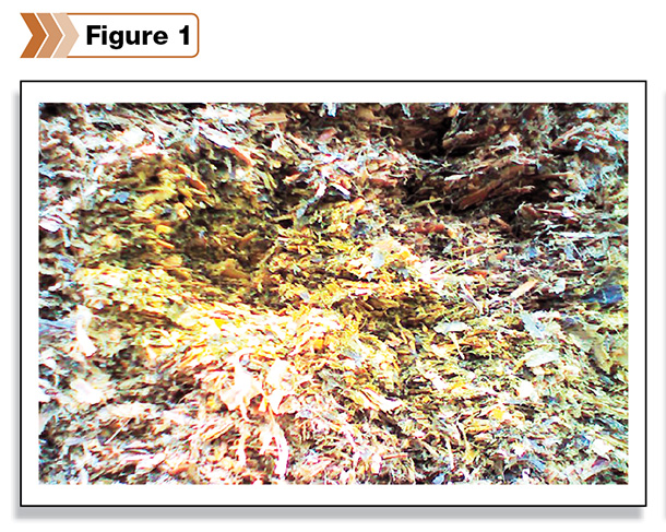 Use your senses to evaluate silage - | Ag Proud