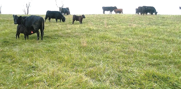 Successfully stockpiling fescue - | Ag Proud