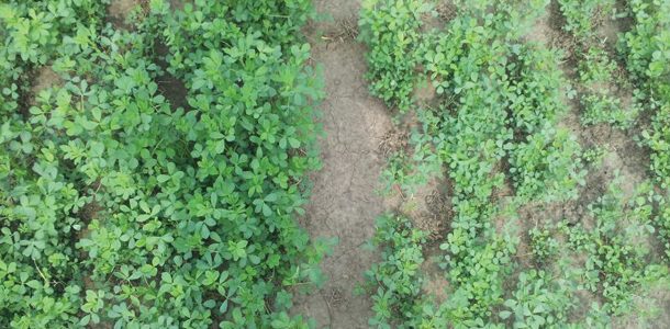 Timing is crucial in controlling alfalfa disease and insects - | Ag Proud