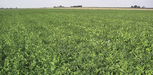 Producer’s view: Converting row-crop rotations to grazing - | Ag Proud