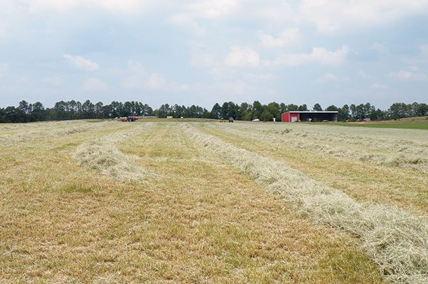 Grubs chew their way through forage crops - | Ag Proud