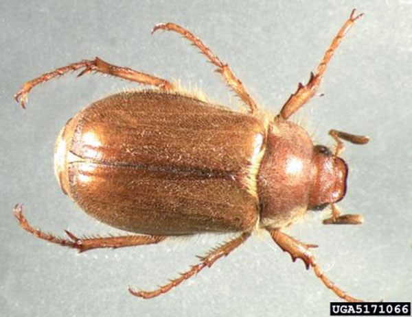 Grubs chew their way through forage crops - | Ag Proud