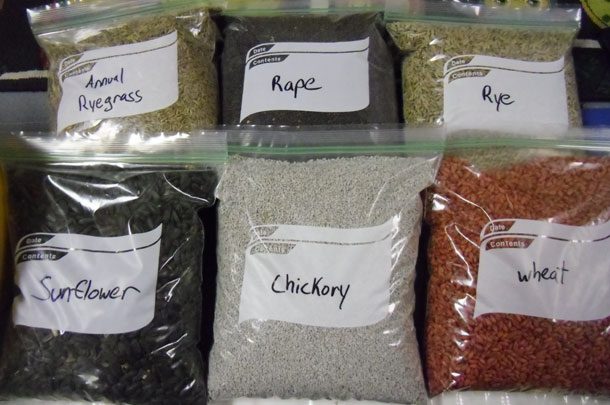 Seed selection spotlight: What are your intentions? - | Ag Proud