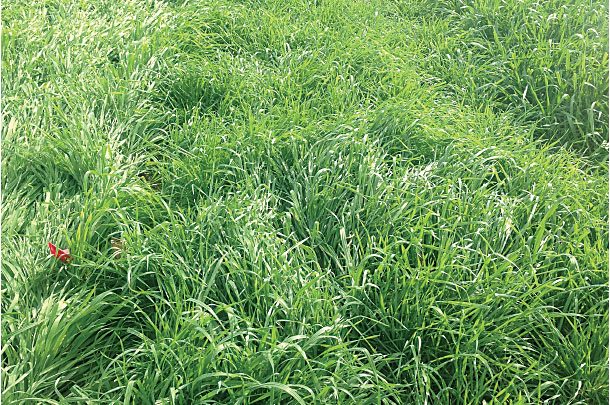 Small grains as forage: Harvest or graze soon, not late - | Ag Proud