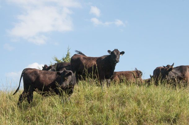 Pasture management in a high-tech world - | Ag Proud