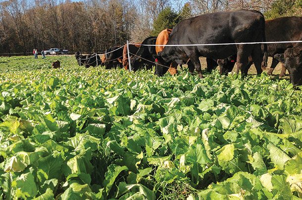 Grazing forage brassicas - | Ag Proud