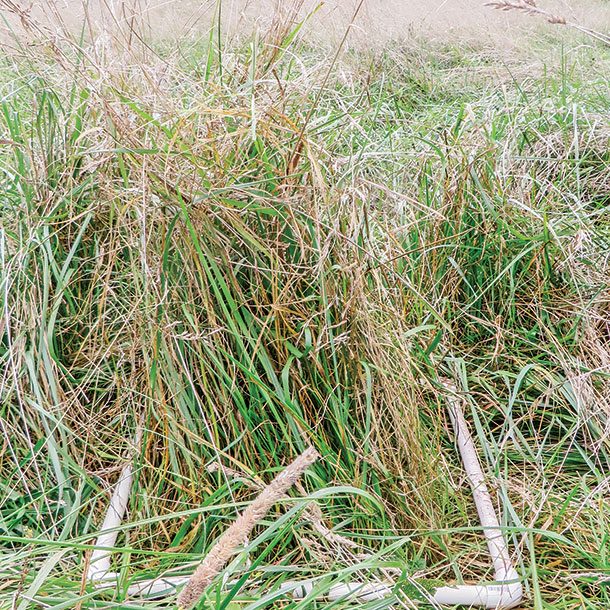Summer stockpiling pasture: A novel system - Progressive Forage | Ag Proud