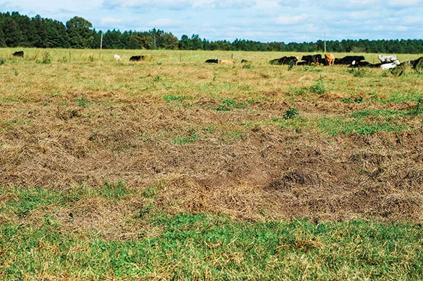 The root of the problem: Feral hogs - Progressive Forage | Ag Proud