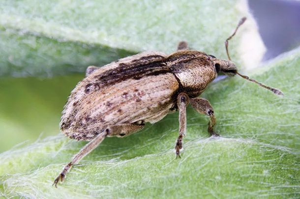 New biological tool for managing alfalfa weevil - Progressive Forage ...