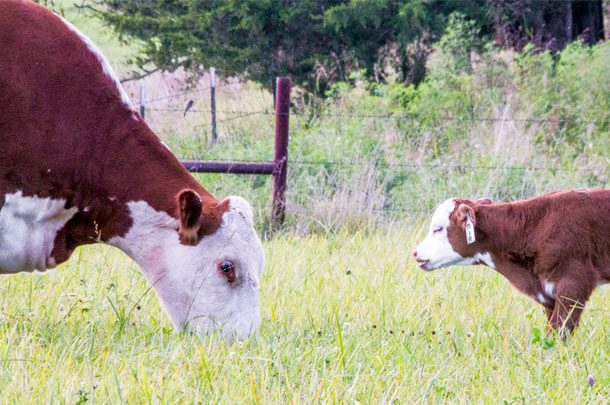 Summer conversion of toxic tall fescue - | Ag Proud