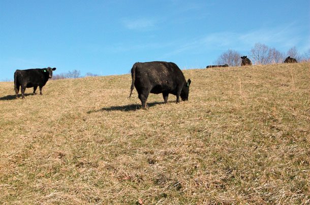 It’s time to stockpile forages – should you? - | Ag Proud