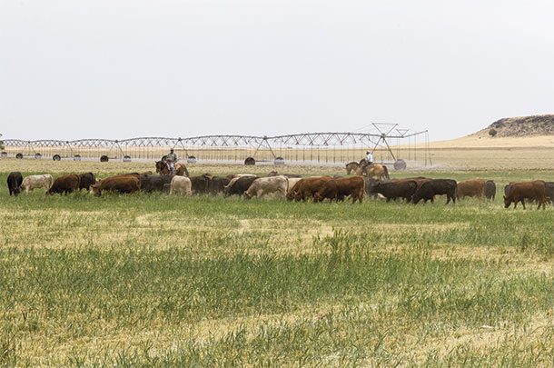 Decision factors for small-grains grazing - Progressive Forage | Ag Proud
