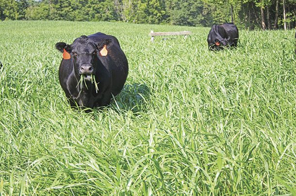 Experiences in fescue pasture renovation - Progressive Forage | Ag Proud