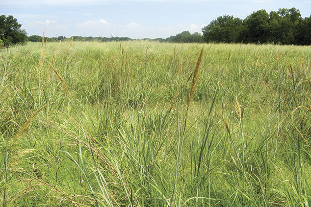 Matching grazing with ranch resources - Progressive Forage | Ag Proud