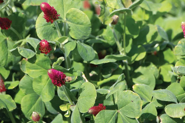 The Norfolk Four Course: Turnips and clovers in revolution ...