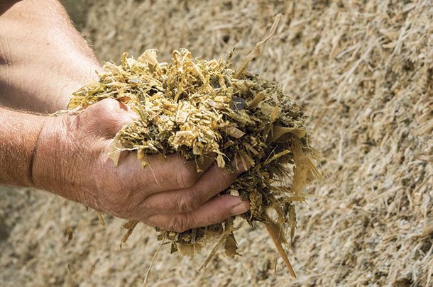 Improving the nutritive value of corn silage - Progressive Forage | Ag ...