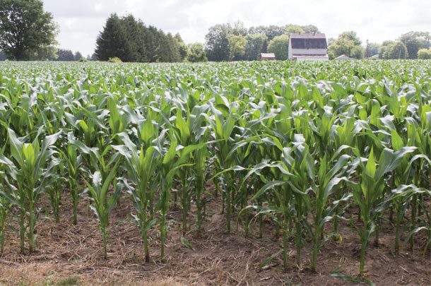 Evaluating corn silage hybrids on your farm - Progressive Forage | Ag Proud