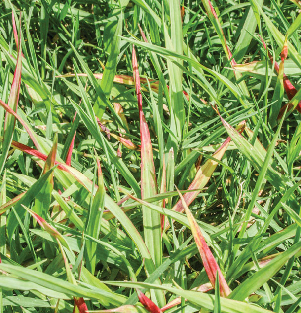 Outfoxing foxtail | Ag Proud